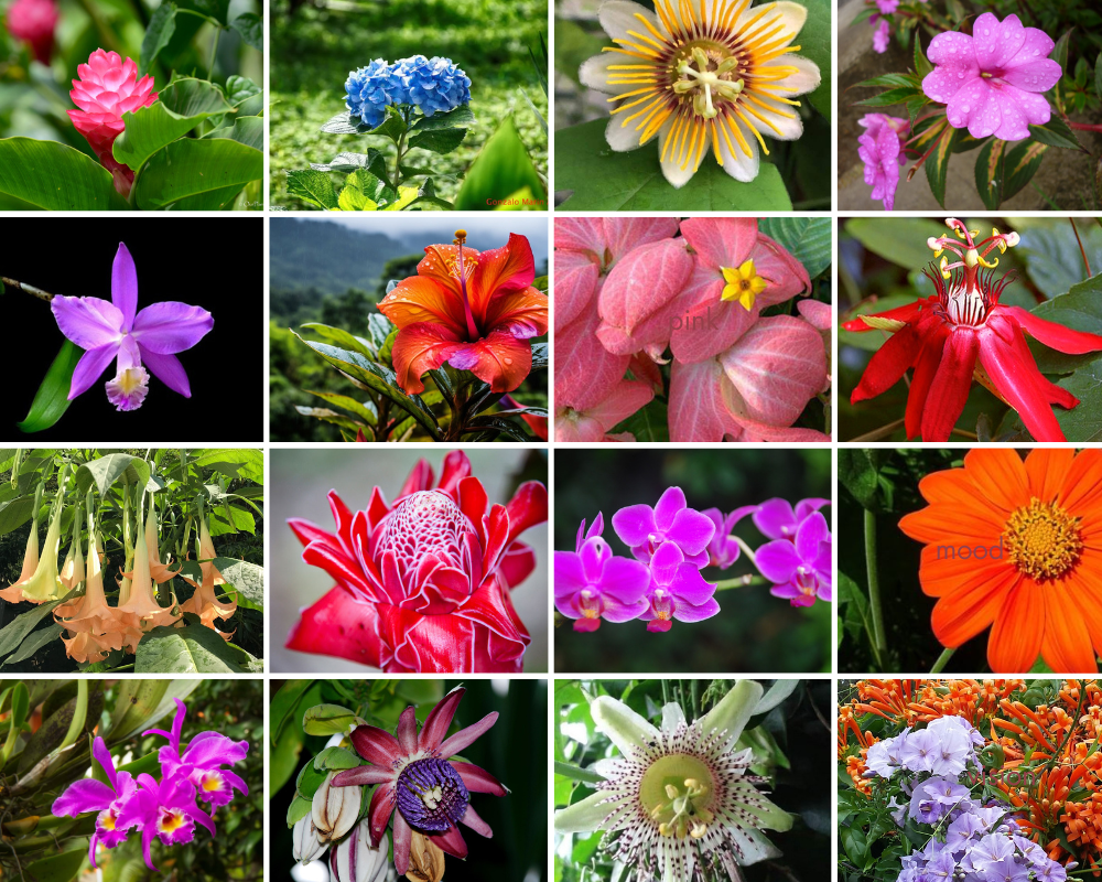 Costa Rica’s Flora and Fauna: Exploring the Rich Biodiversity of the ...
