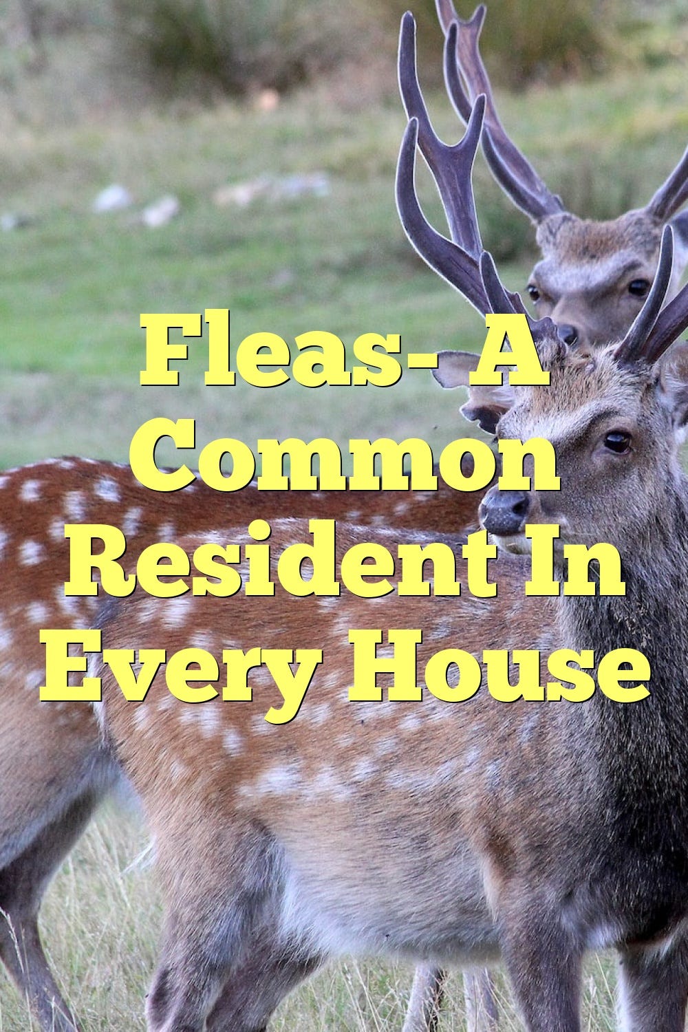 Fleas- A Common Resident In Every House | by Birdsquestions | Medium