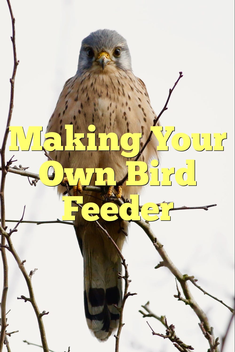 Making Your Own Bird Feeder | by Birdsquestions | Medium