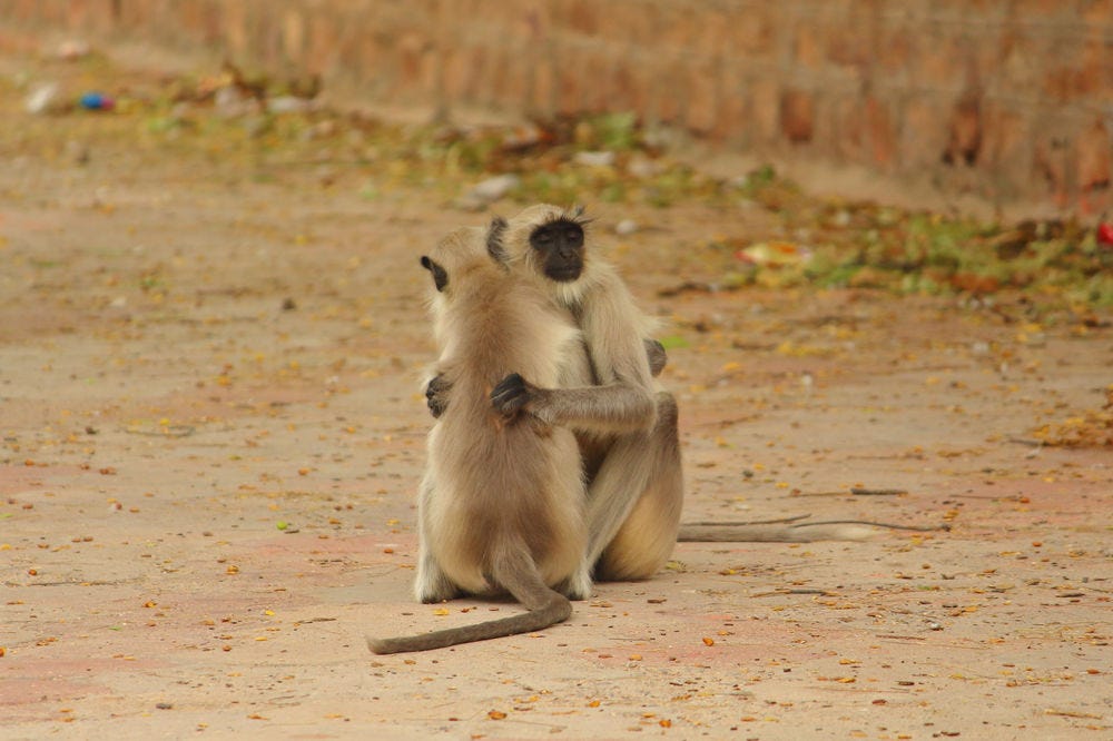 WHAT WE KNOW ABOUT LEGAL TRADE IN EXOTIC AND ENDANGERED SPECIES | by ...