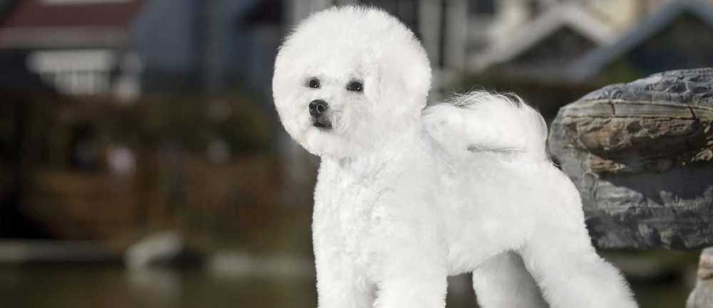 Bichon Frise Dog Breed —All Facts and Personality Traits | by PET PALS ...