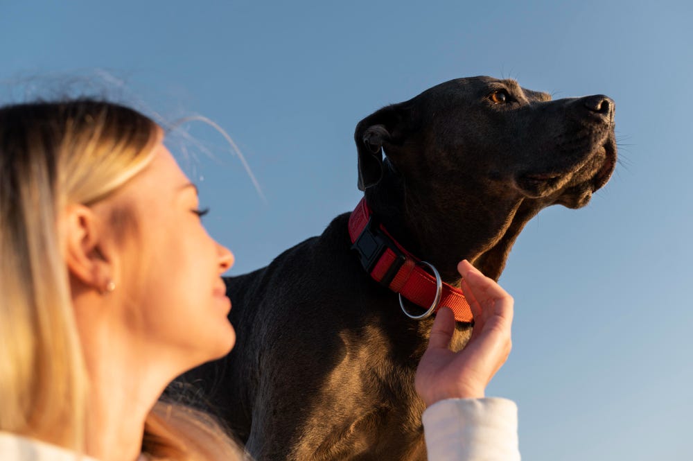 Traqueítis en Perros: Síntomas, Causas y Tratamiento | by mundomascotil ...