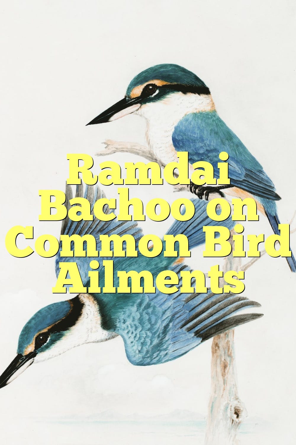 Ramdai Bachoo on Common Bird Ailments | by Birdsquestions | Medium