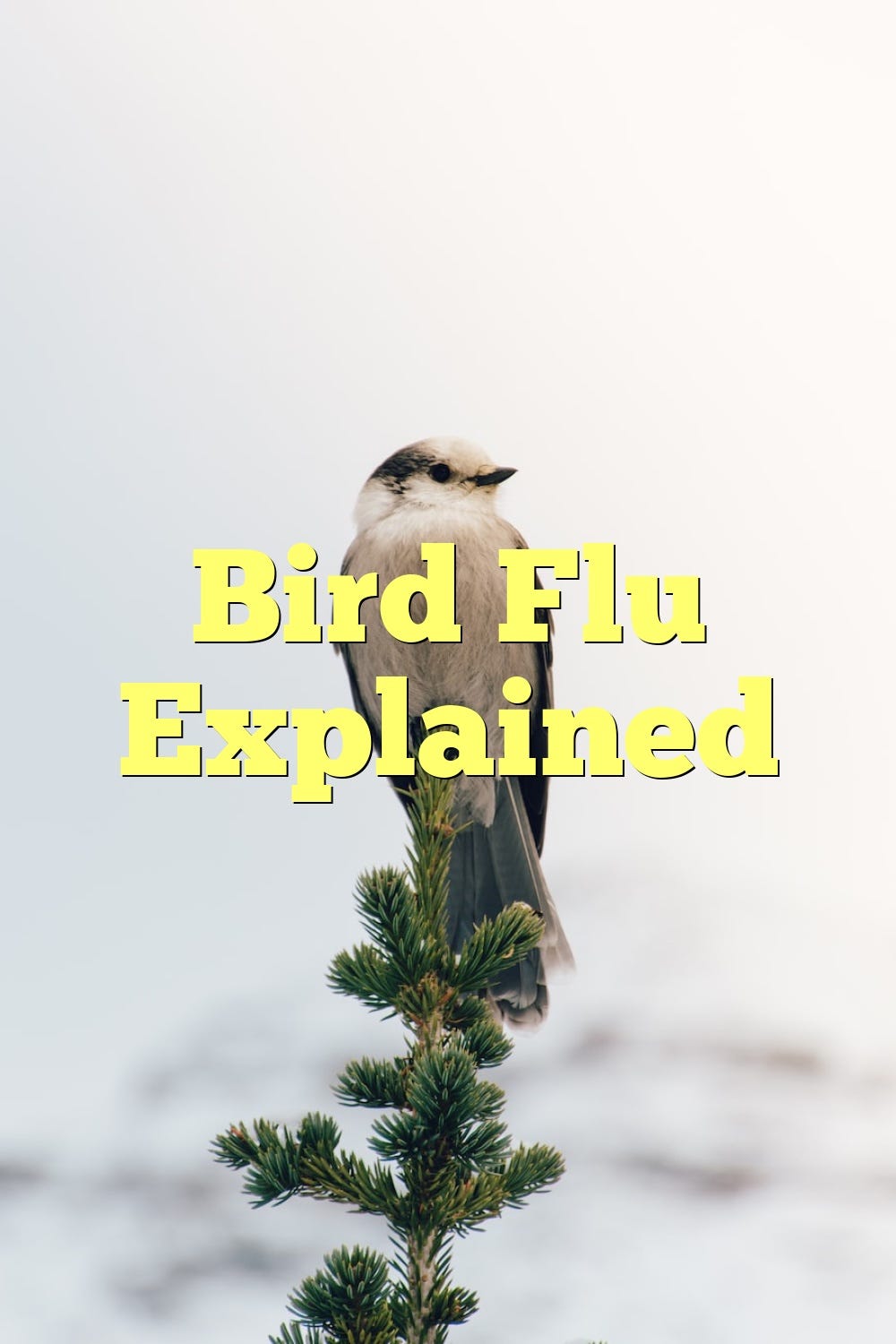 Bird Flu Explained | by Birdsquestions | Medium