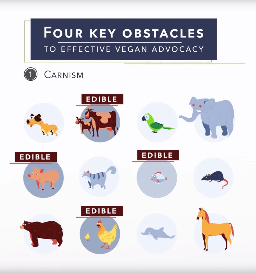 Four Key Obstacles to Effective Vegan Advocacy | by Beyond Carnism ...