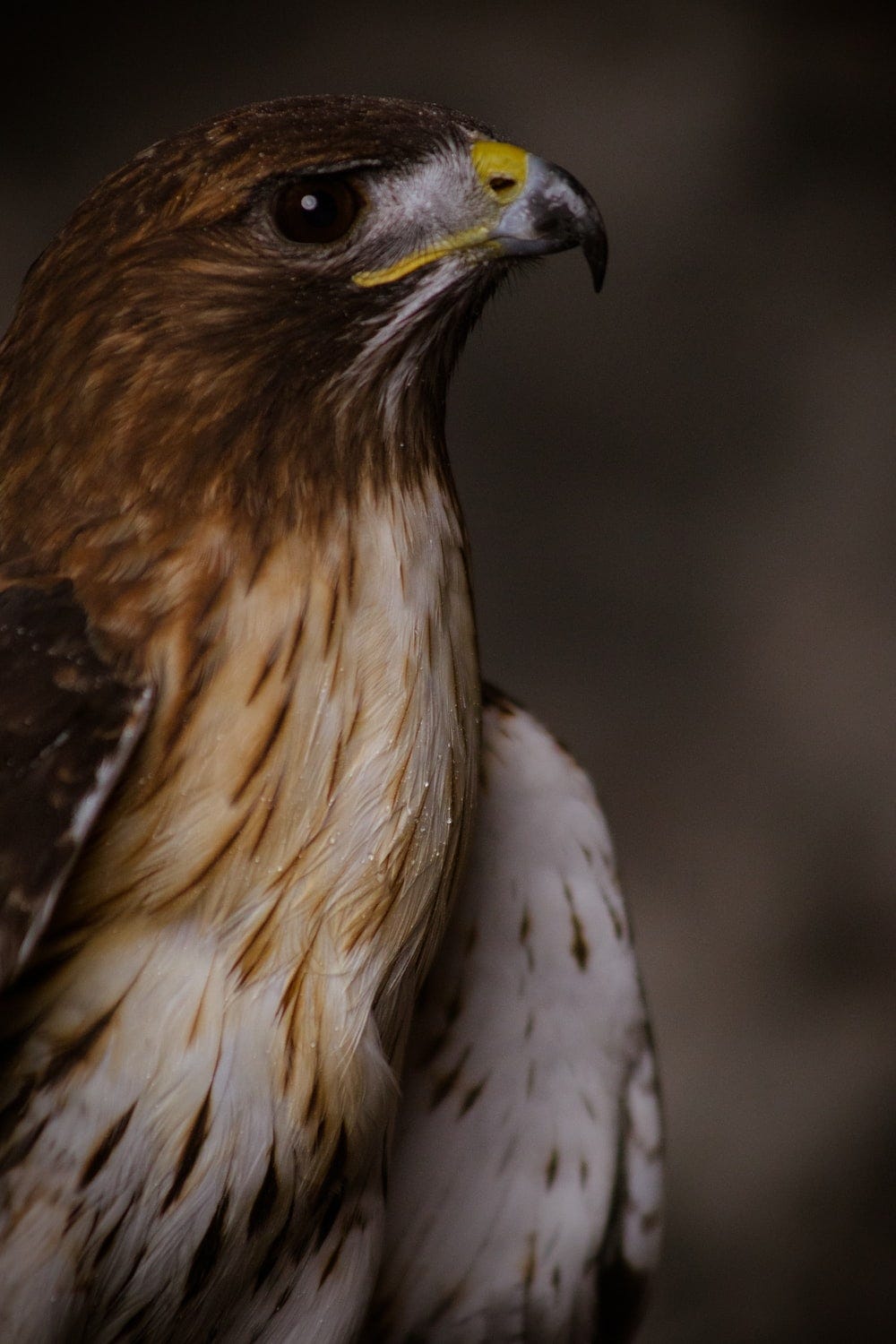 Harnessing the Falcon 40B Model, the Most Powerful Open-Source LLM ...