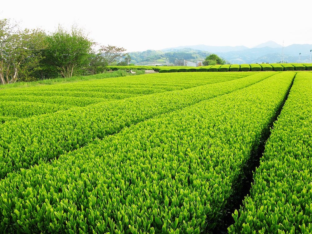 Look Daddy, Green Tea! | by Randy Ortiz | Medium