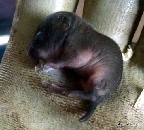 Newborn Vole