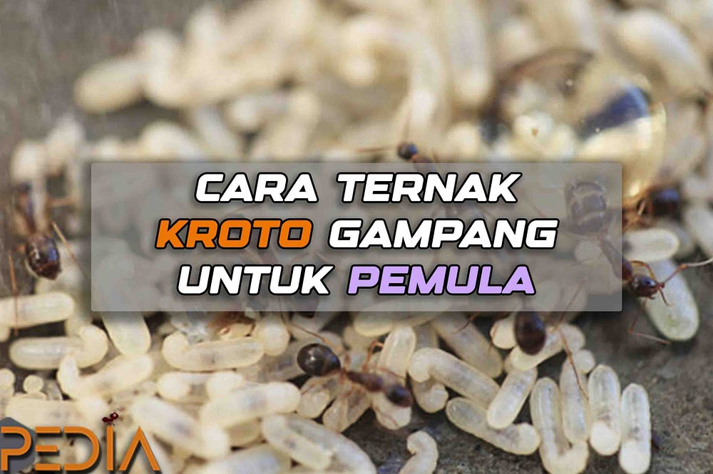 Ternak Kroto Gampang! Cara Ternak Untuk Pemula | by Krotopedia | Medium