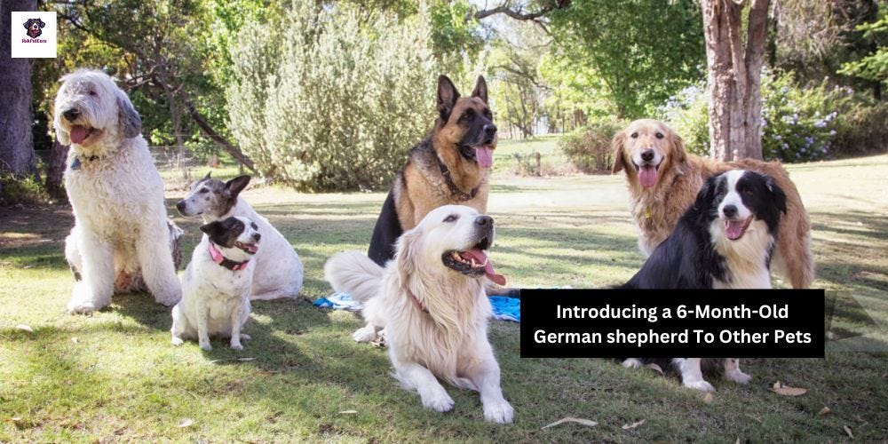 Introducing a 6-Month-Old German shepherd To Other Pets: Dr. 101 Practical Tips and Tricks - Dr ...