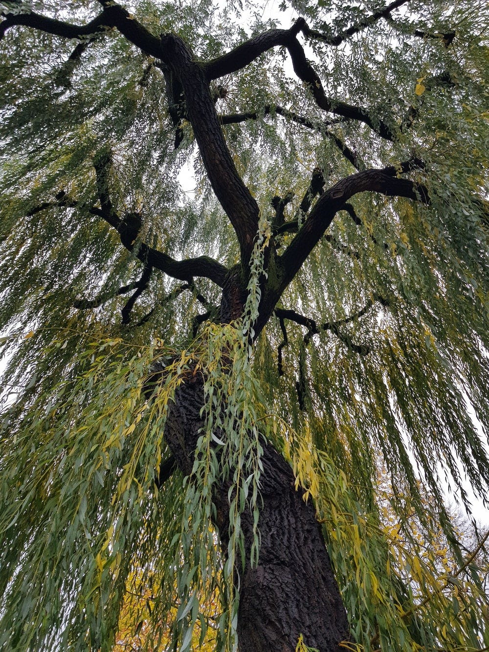 Underneath the Willow Tree. In the core of a peaceful open country ...