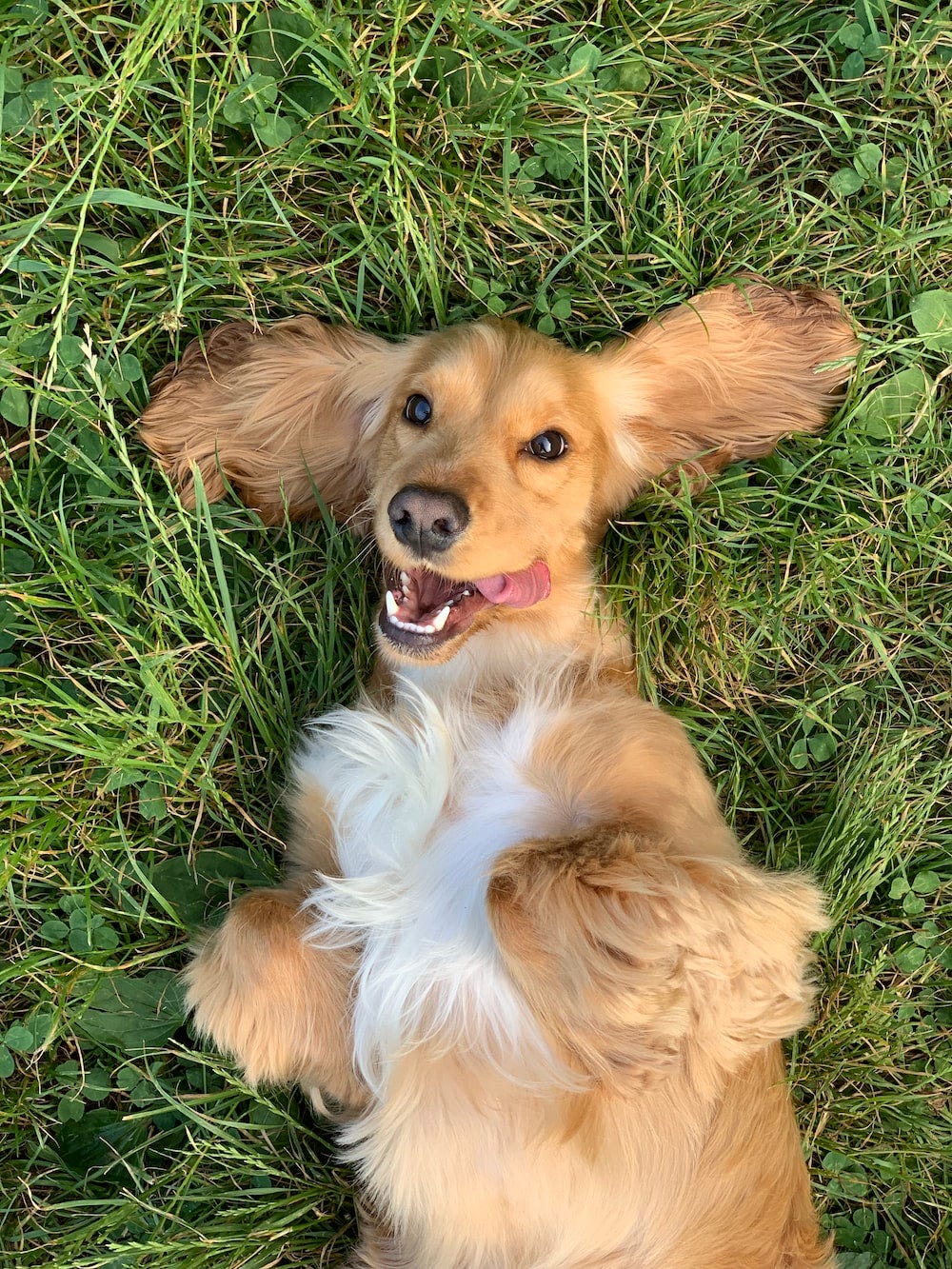 The Dog’s Guide to Bouncing Back: Bye-Bye Stiff Joints! | by Space ...