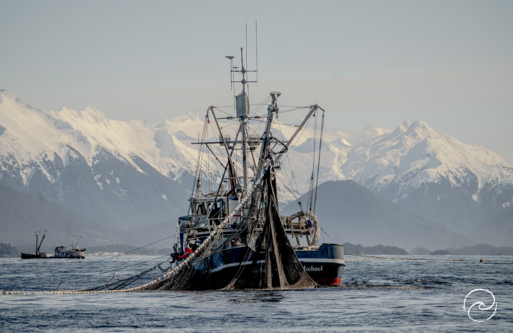 Commercial Fishing Photo Stories: Five Days at the Sitka Herring Fishery — National Fisherman ...