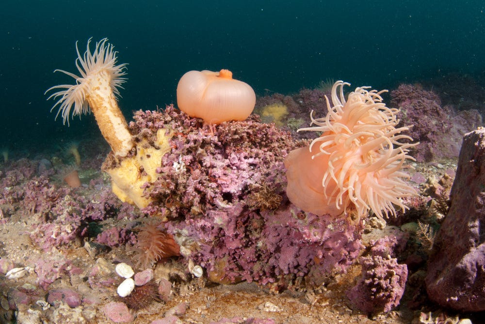 Benthic Adaptation. Between Deep and Shallow Adaptation | by ...