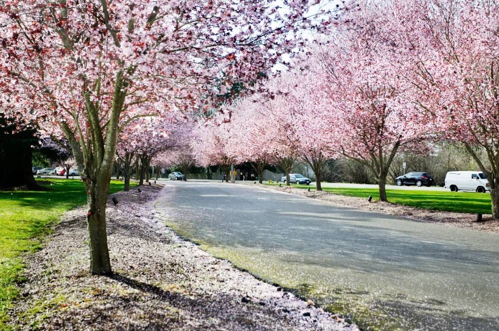The mesmerizing beauty of Spring in Illinois | by lowest flight fare ...