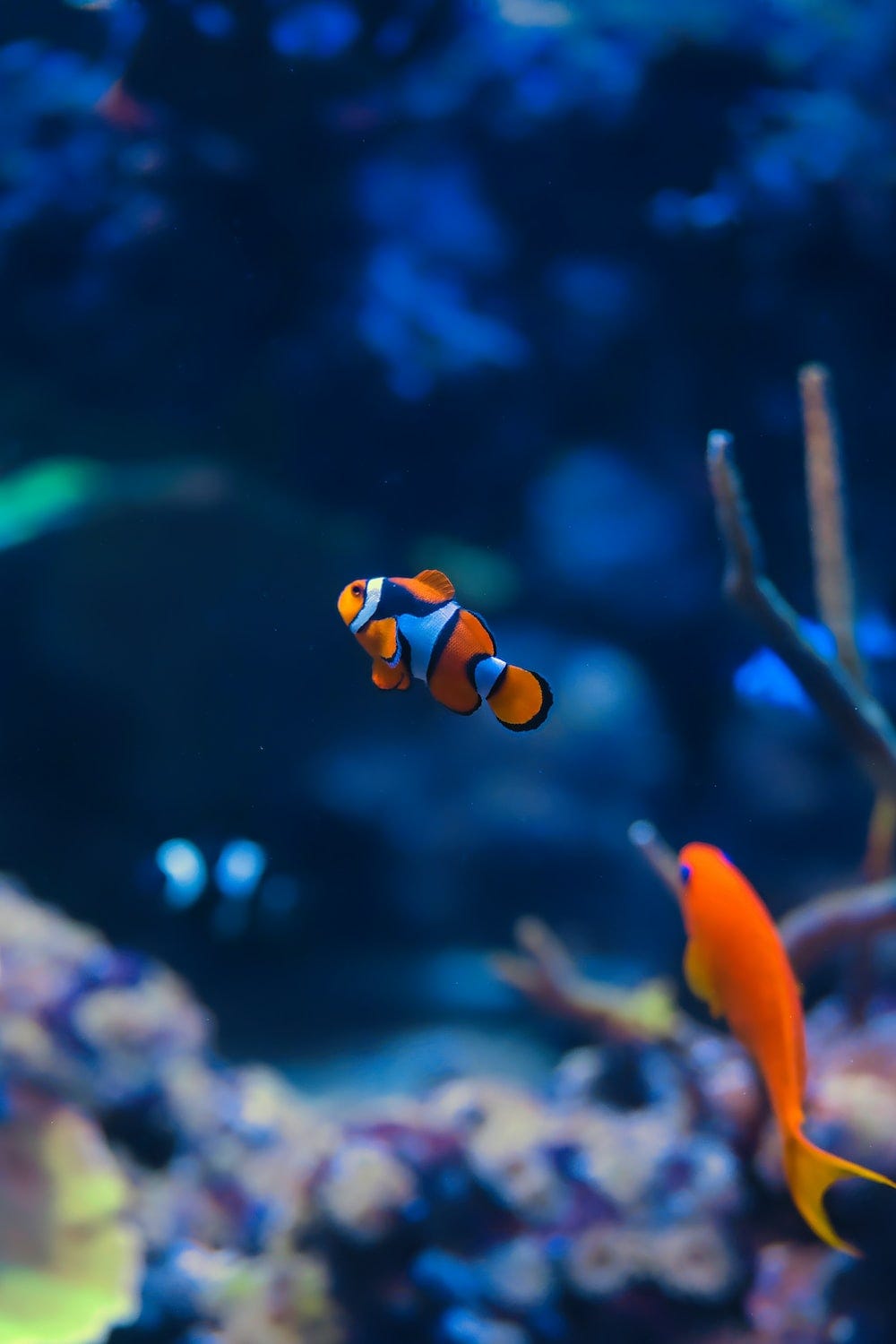 The Impact of ‘Finding Nemo’: Protecting Our Beloved Clownfish | by ...
