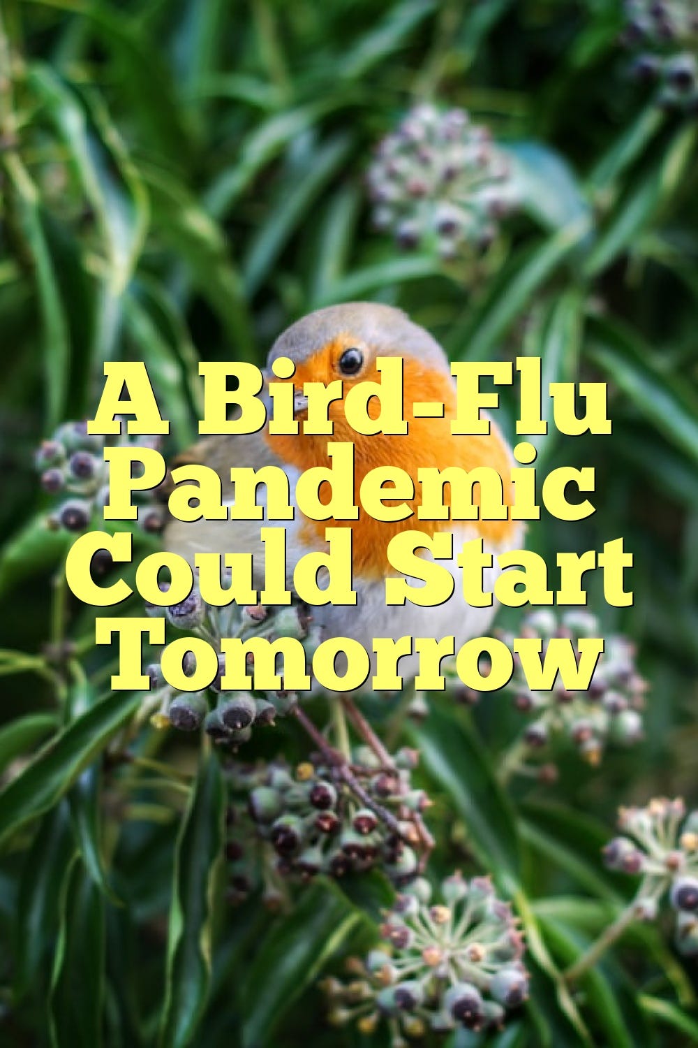 A Bird-Flu Pandemic Could Start Tomorrow | by Birdsquestions | Medium