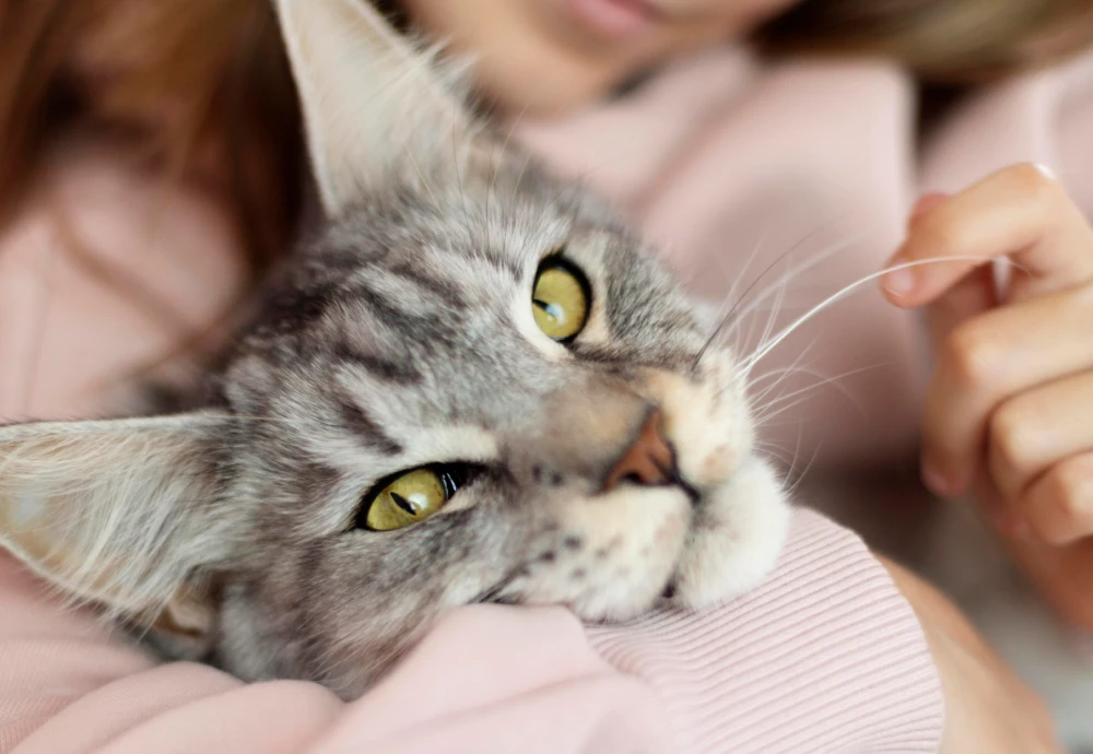 Mastering the Art of Pet Monitoring: Moving Pet Camera Insights | by ...