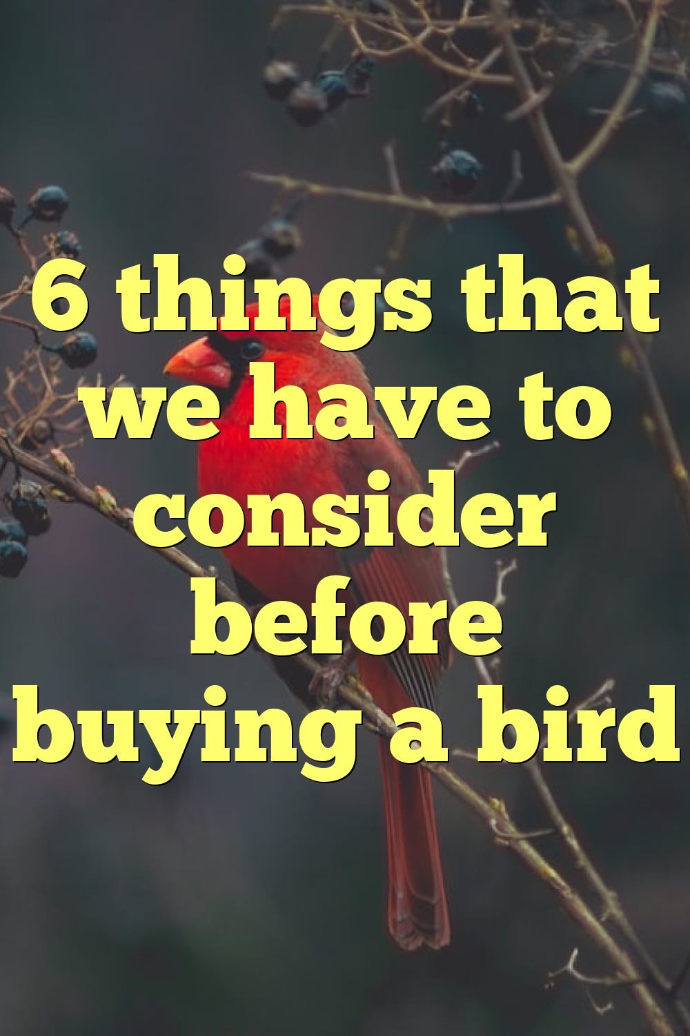 6 things that we have to consider before buying a bird | by ...