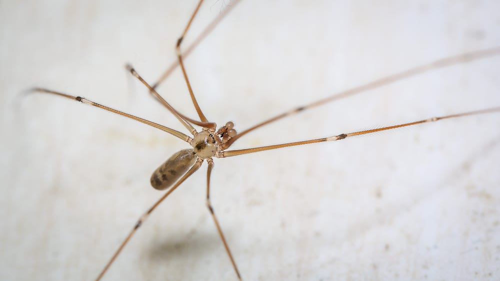 DON’T BE BUGGED OUT! A GUIDE TO IDENTIFYING COMMON SPIDERS IN OHIO | by ...