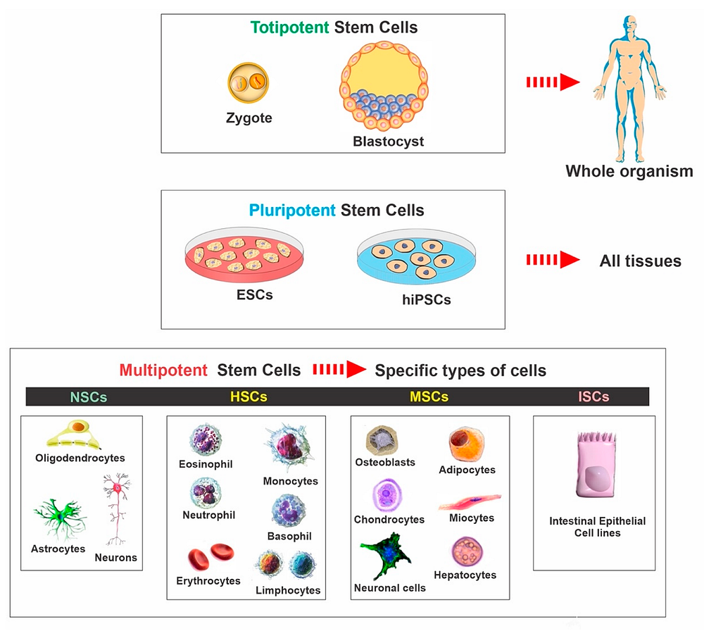 Innovations in Regenerative Medicine and Their Potential to Treat ...