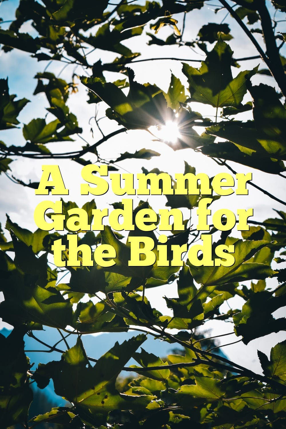 A Summer Garden for the Birds | by Birdsquestions | Medium