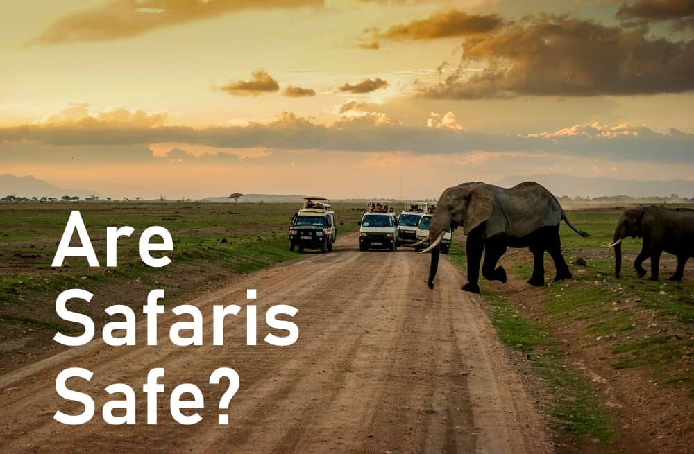 Is Safari 100% Safe? Unveiling the Truth | by Dolores Thompson | Oct ...