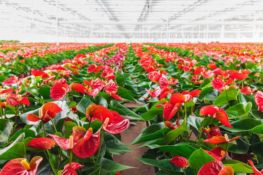 Anthurium Plant Care: A Guide to Complete Plant Care | by PlantoraApp ...