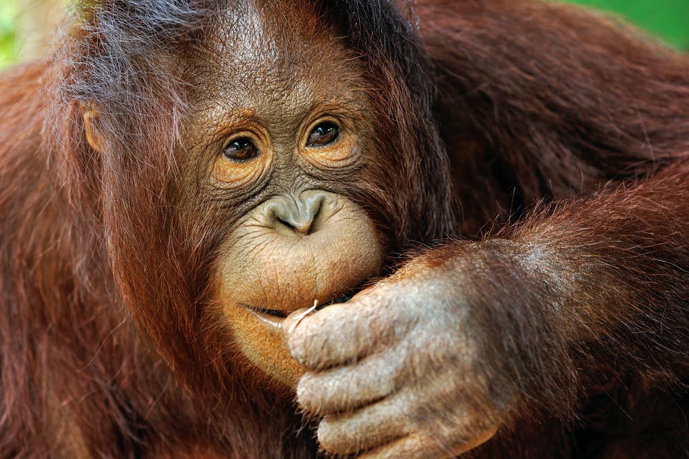 Do Other Animals Show Handedness? | by Xochitl Garcia | Science Friday ...