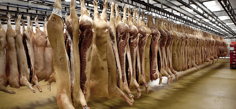 Why Reducing Meat Intake is More Effective Than Reforestation - Cruelty ...