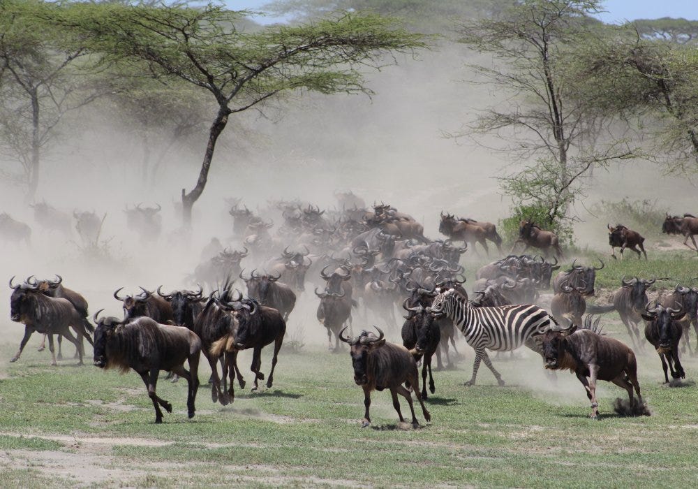 Ndutu Chronicles: Nature’s Serenade in Tanzania | by Big Life Safari ...