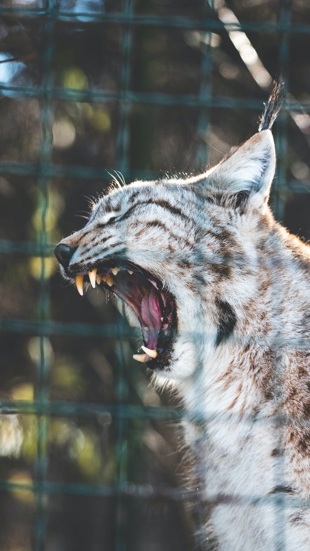 Psycho Beast. Poem- ROCK*Lyrics | by Wendy Orren | Medium