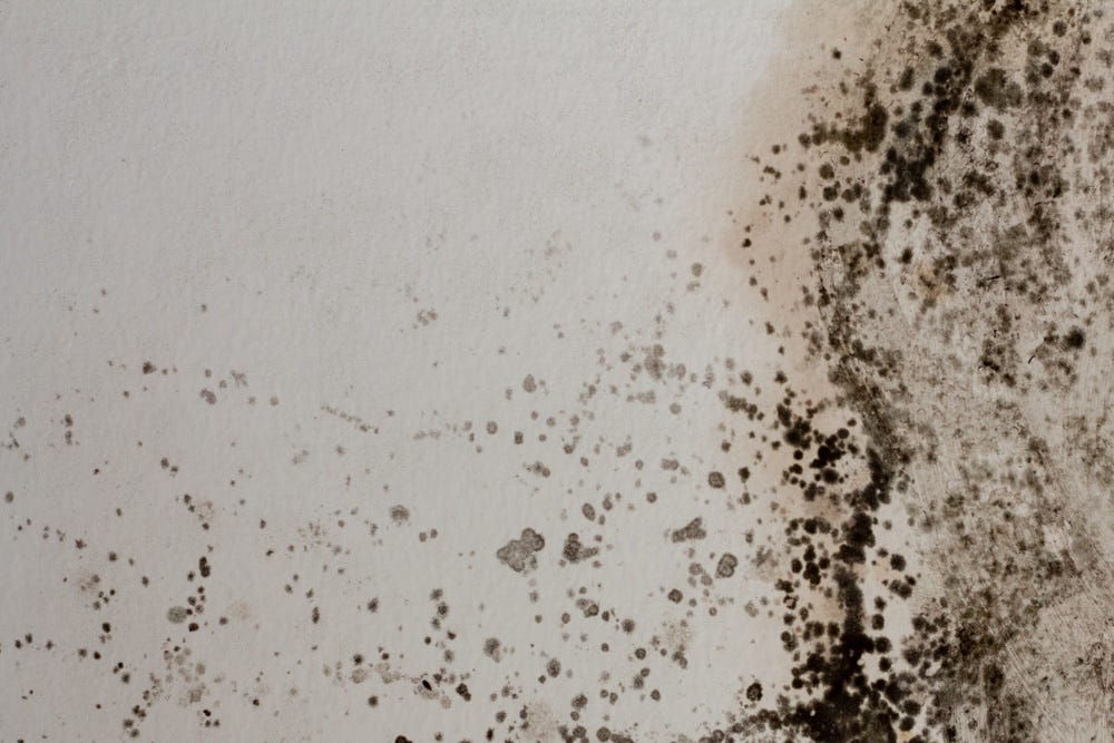 Black Mold Removal Alpharetta GA. Why You Need a Professional Mold ...