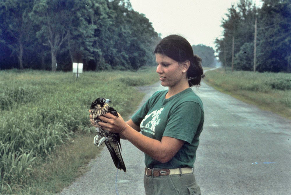 Bringing Peregrine Falcons Back from the Brink of Extinction | by ...