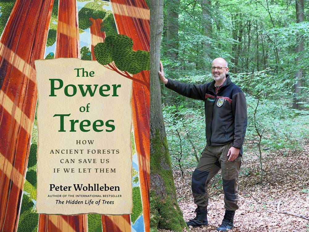 Top Quotes: “The Power of Trees: How Ancient Forests Can Save Us if We ...