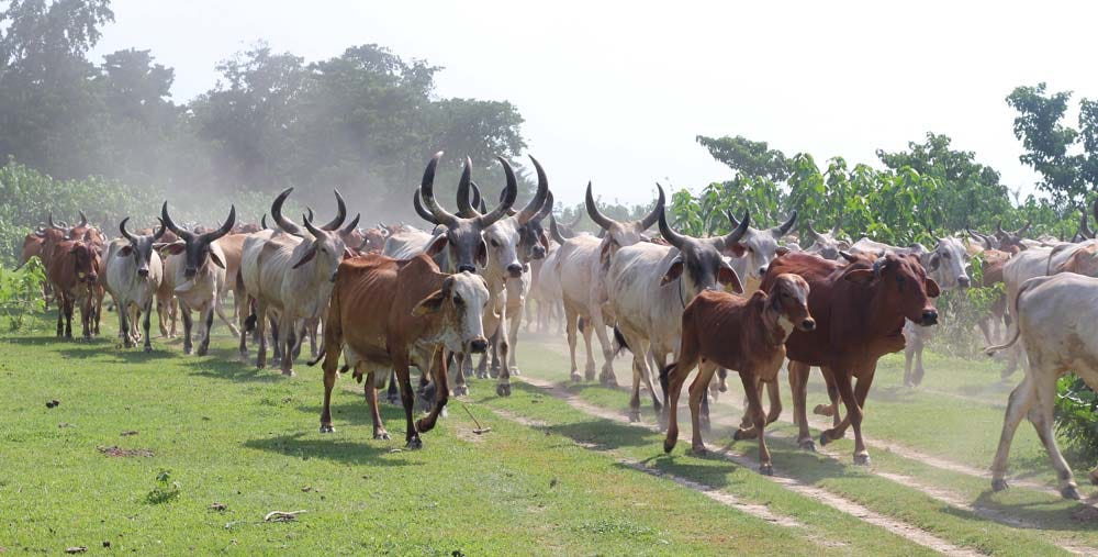 Embracing Compassion: Adopting a Cow at Krishnayan Gauraksha | by ...