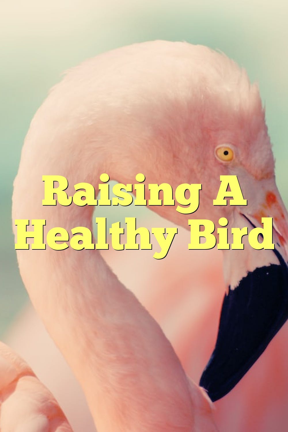 Raising A Healthy Bird | by Birdsquestions | Medium