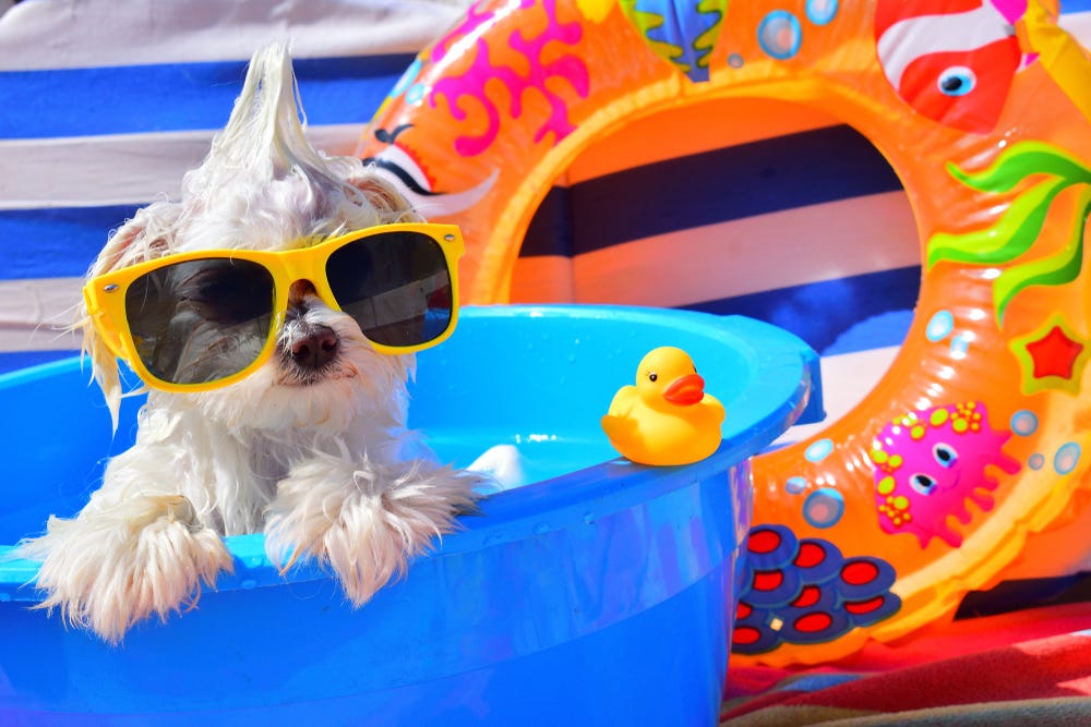 How to Throw the Perfect Pool Pawty for Your Pets. | by Happy Hemp | Medium