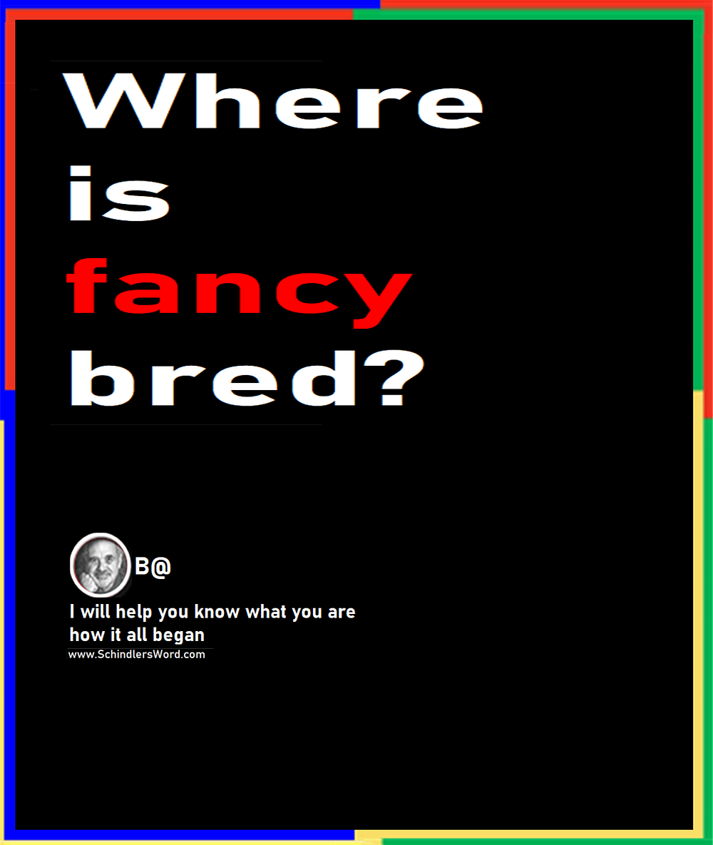 Where is fancy bred?. Where is the fancy for every… | by Beat Schindler ...