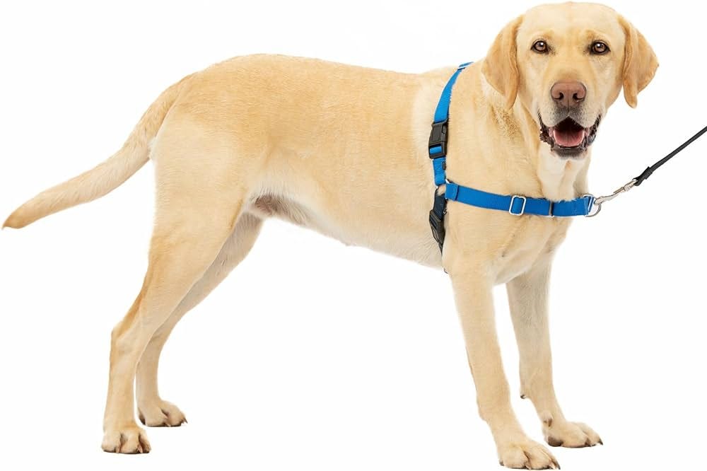 Mastering the Easy Walk Harness: A Step-by-Step Guide for a Happier Dog ...