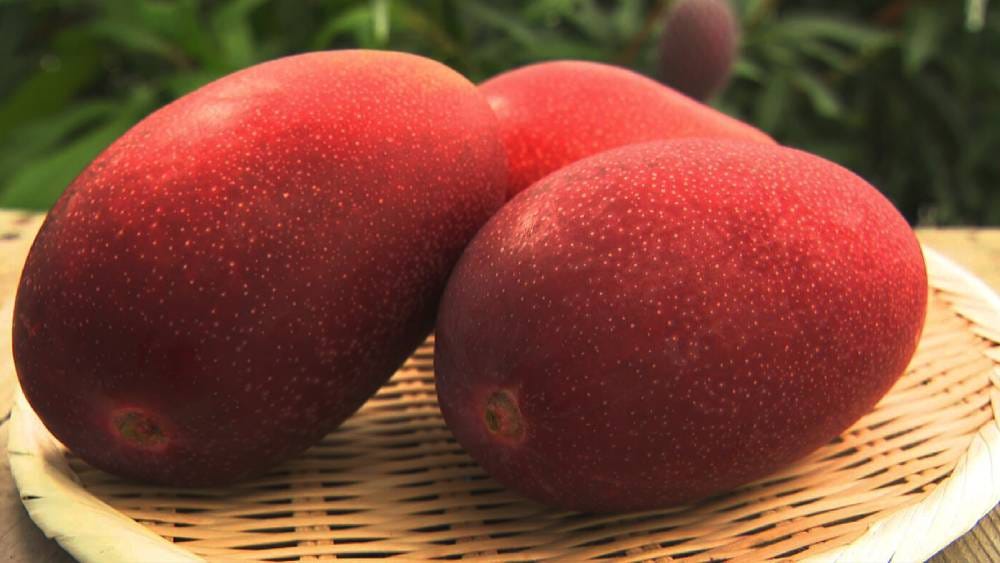 10 BEST VARIETIES OF MANGOES IN THE WORLD THAT YOU MAY NOT KNOW | by ...