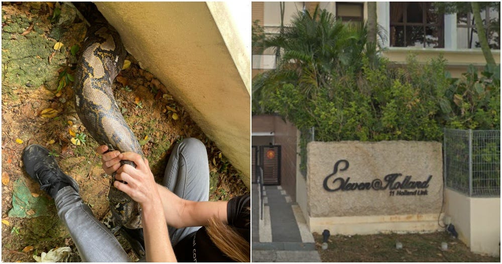 A three-metre-long reticulated python had swallowed a pet Pomeranian ...