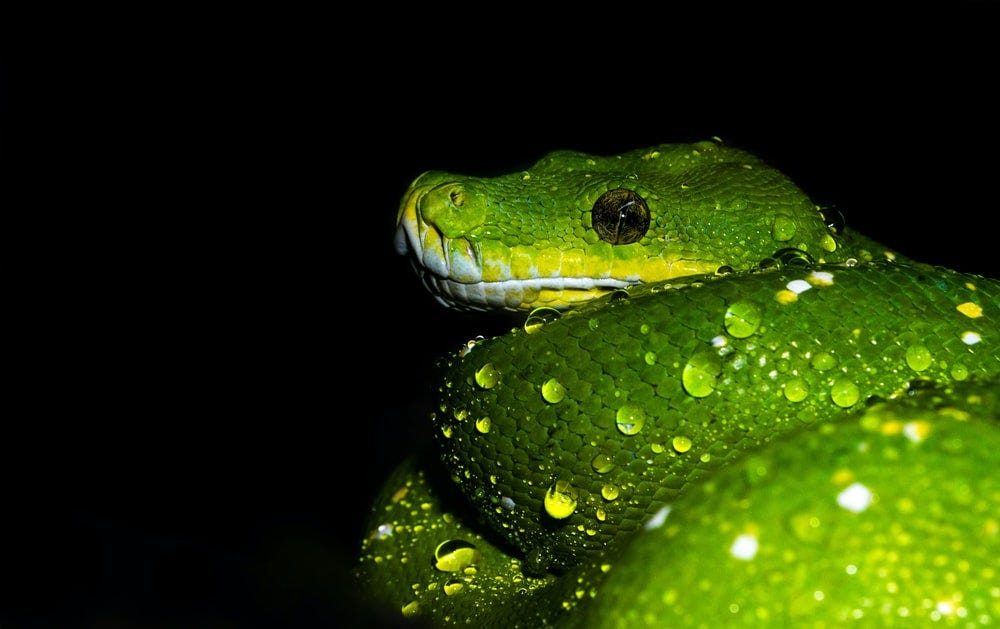Understanding Reference Counting in Python | by Chetan Ambi | Towards ... Understanding Reference Counting in Python | by Chetan Ambi | Towards ...