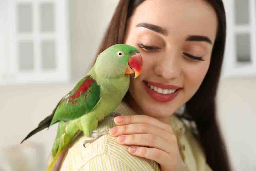 How to Move with Pet Birds?. How to Move with Pet Birds? | by moving ...
