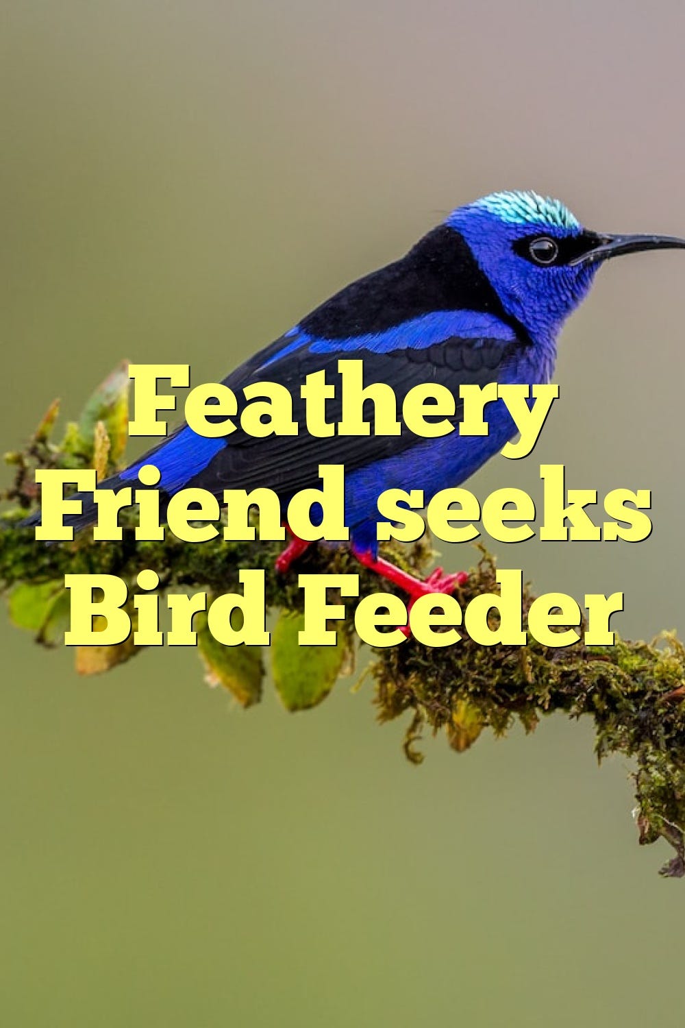 Feathery Friend seeks Bird Feeder | by Birdsquestions | Medium