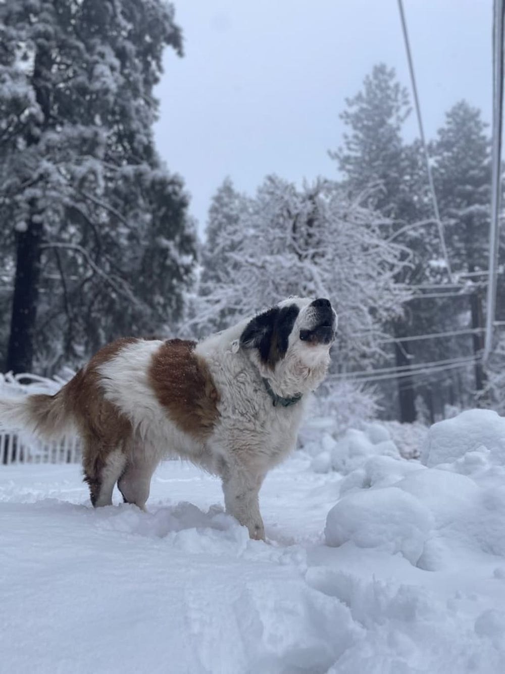 One Great Dog. What Maximus has done in my life | by This is our ...