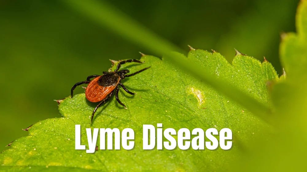 A Tick-ing Time Bomb. Lyme Disease Destroying Peoples Lives… | by ...