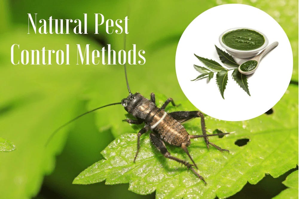 Top 10 Natural Pest Control Remedies for Your Home | by RF Pest ...