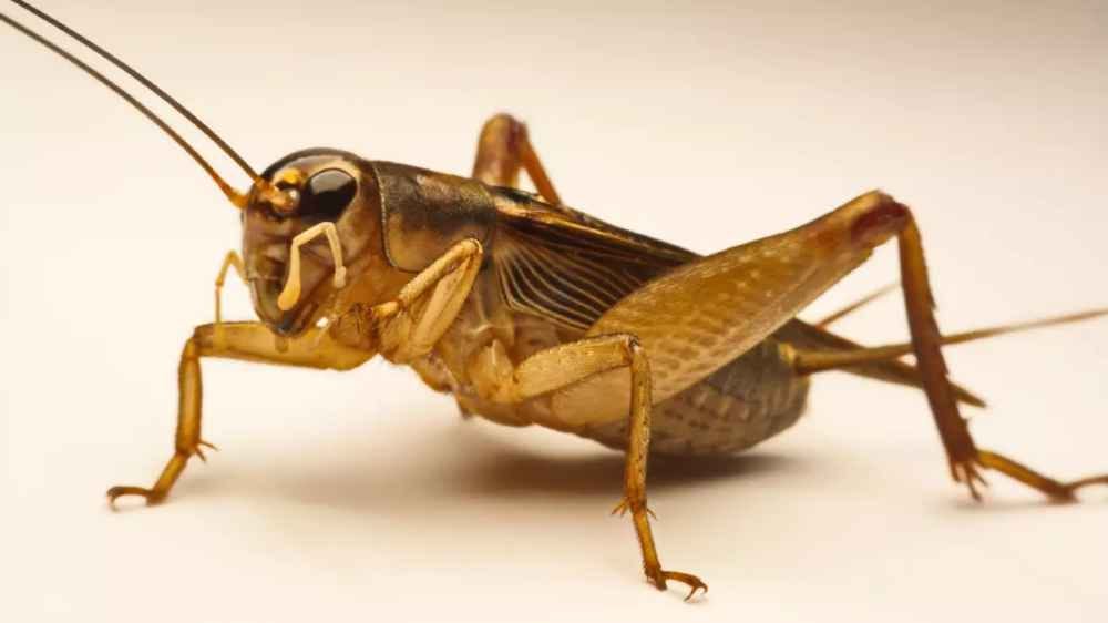 Serenade of the Sunshine State: Florida’s Fascinating Cricket Symphony ...