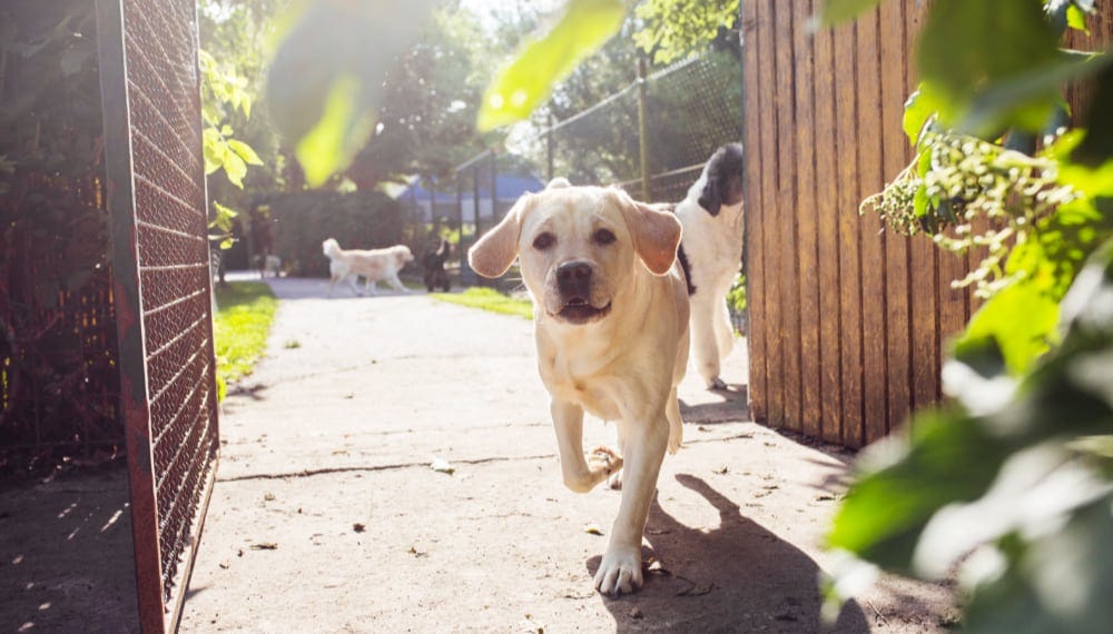 Dog Boarding and Daycare: All You Need to Know when Boarding Your Pup ...
